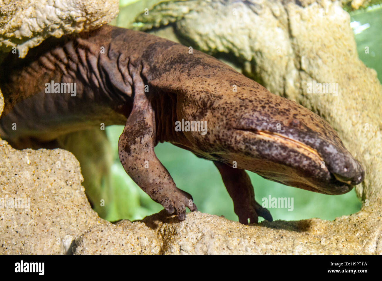 Chinesischer Riesensalamander Beim Essen 🐸 Das Artenschutzalphabet: