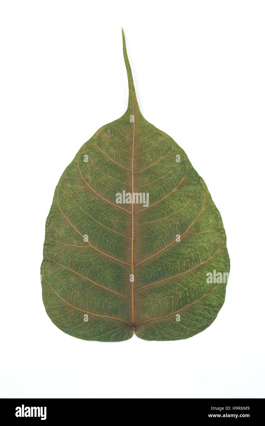 Welkes Blatt halb isoliert Detail Textur. Herz-Form-Blatt. Piple Blatt ...