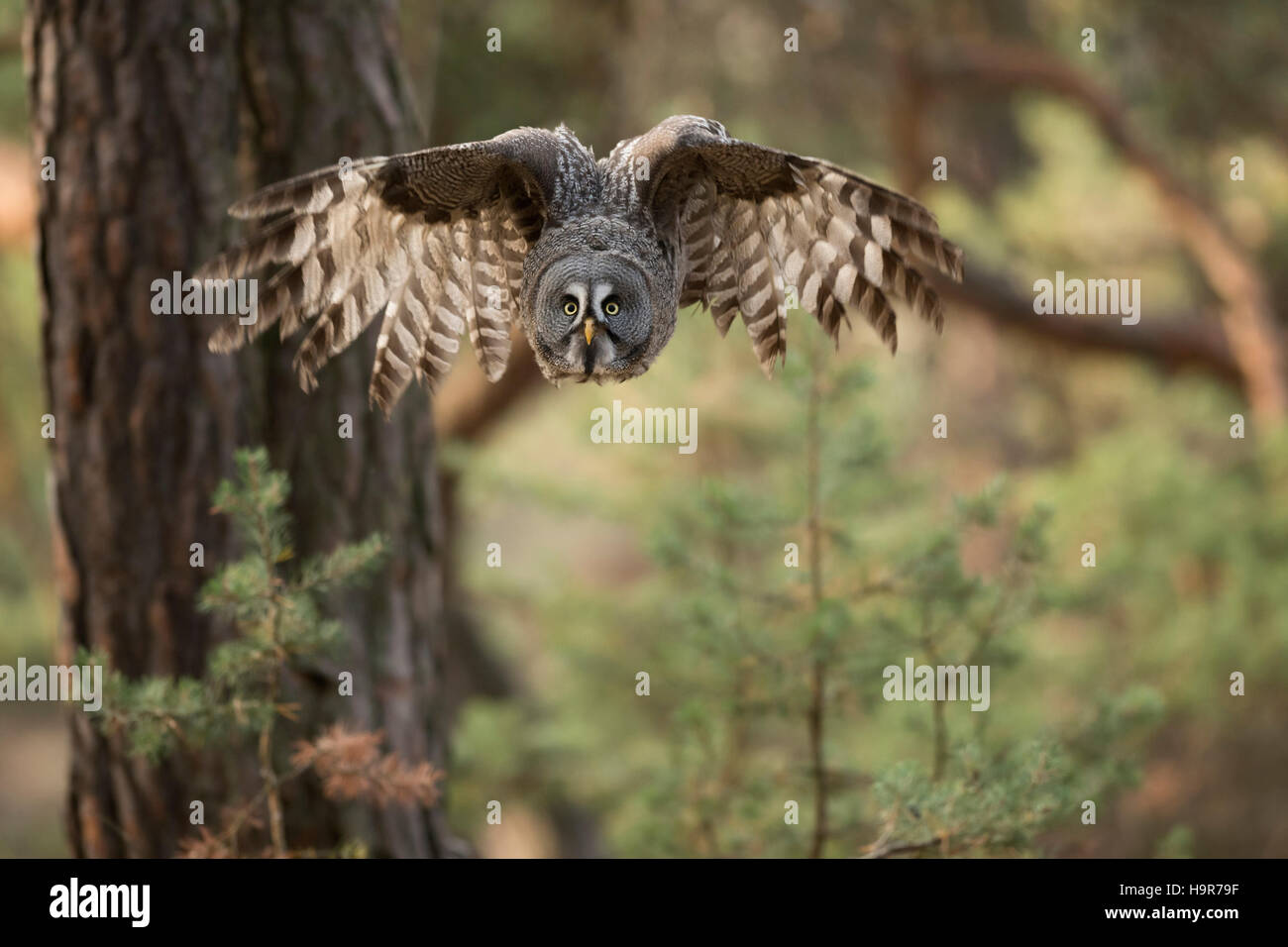 Großen grau-Eule / Bartkauz (Strix Nebulosa) im Flug durch einen ...