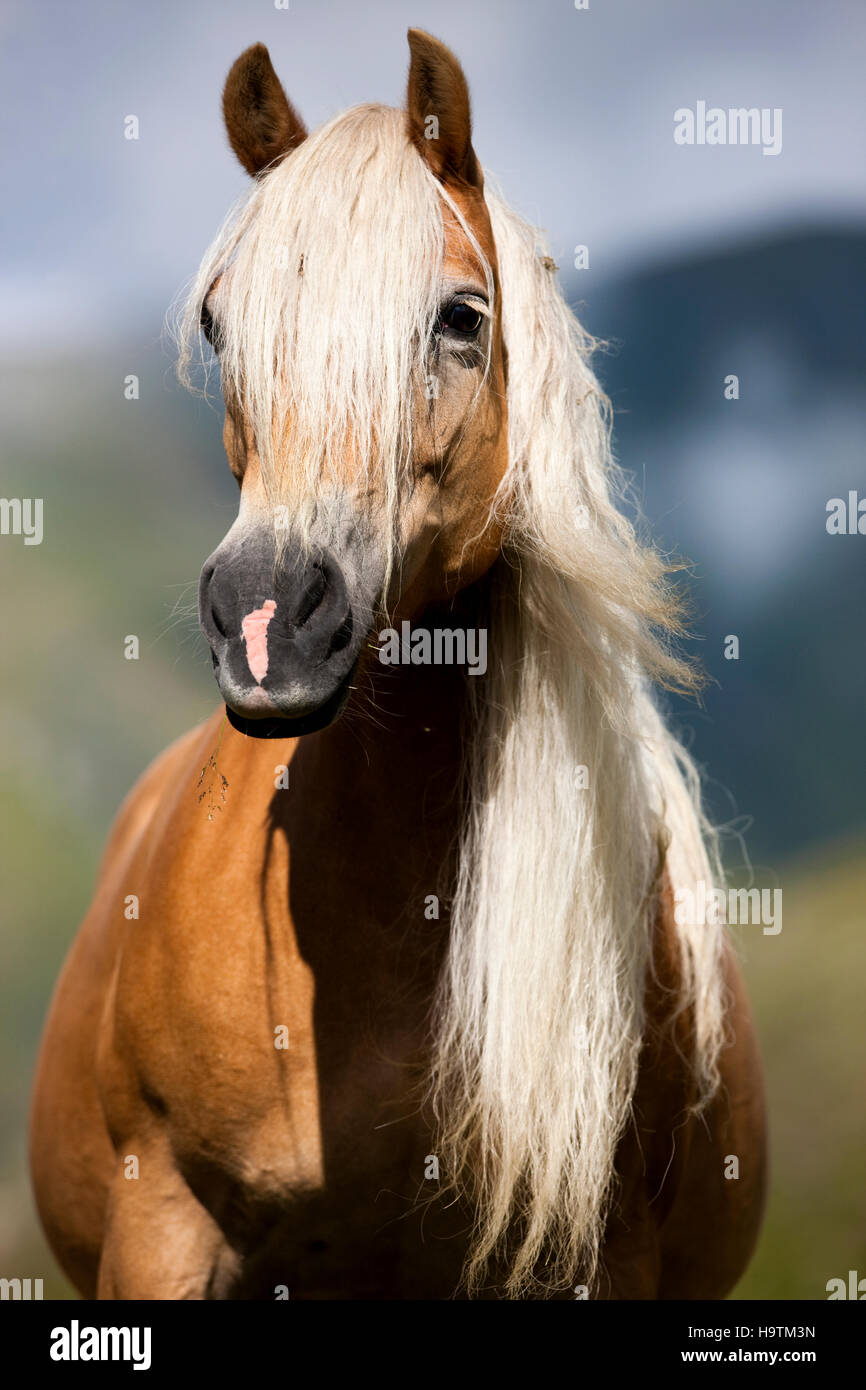 Of haflinger -Fotos und -Bildmaterial in hoher Auflösung - Seite 3 - Alamy
