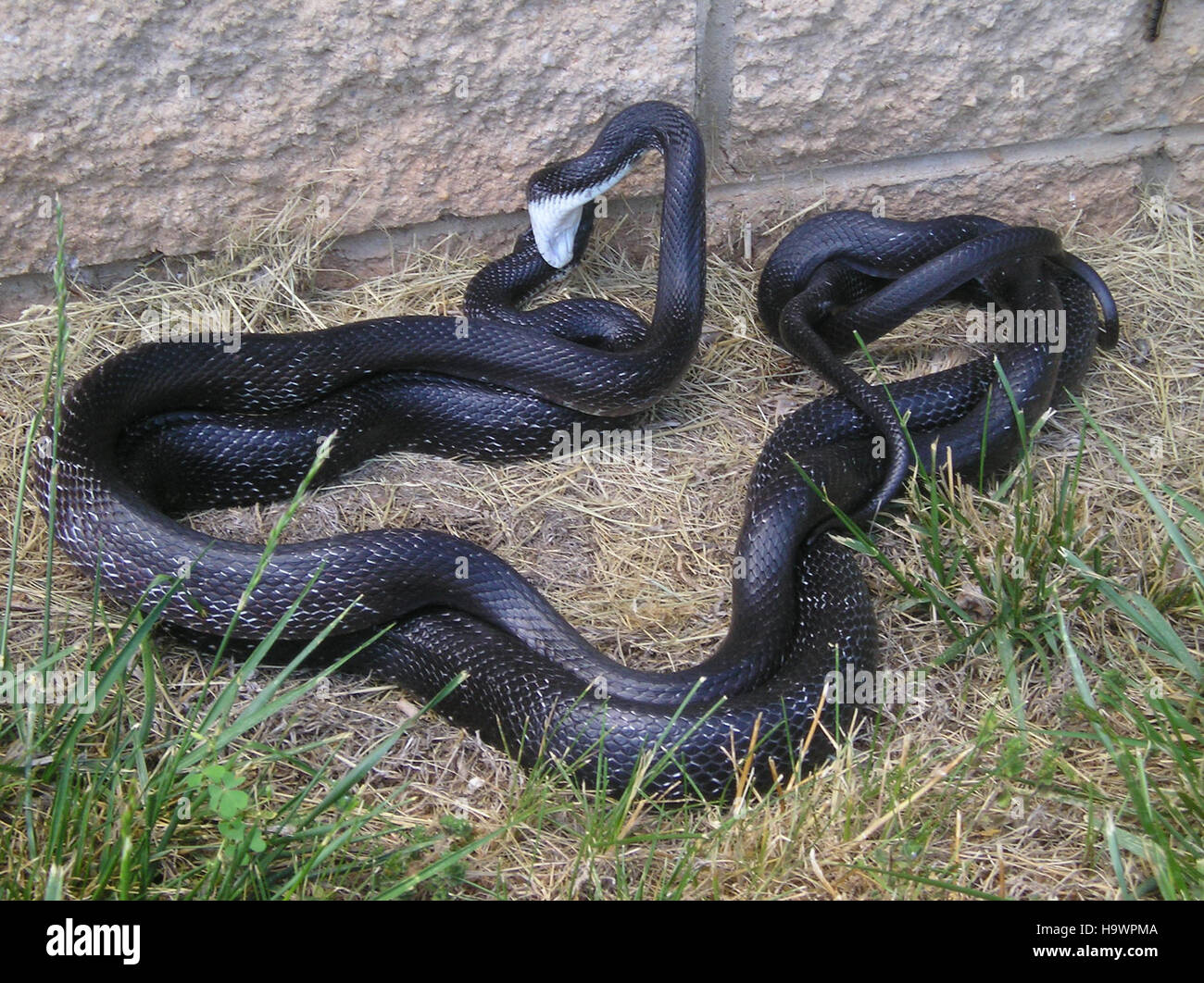 Snakes mating -Fotos und -Bildmaterial in hoher Auflösung – Alamy