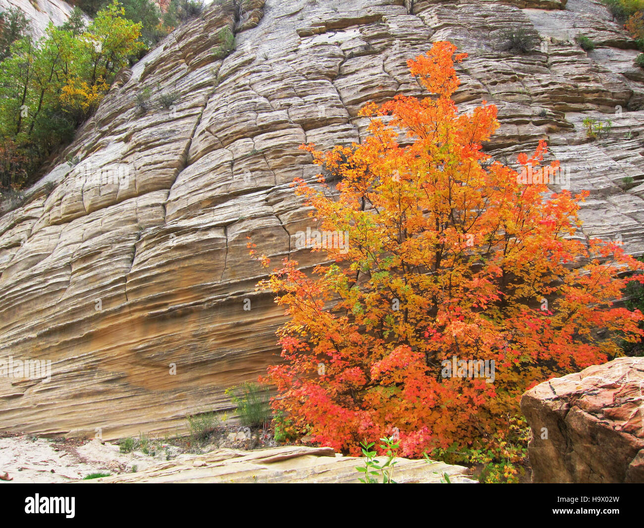 Bigtooth maple -Fotos und -Bildmaterial in hoher Auflösung – Alamy