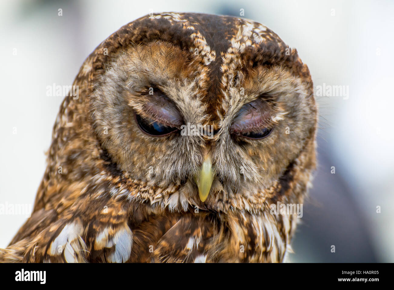 Augen Geschlossen Eule Stockfotos und -bilder Kaufen - Alamy