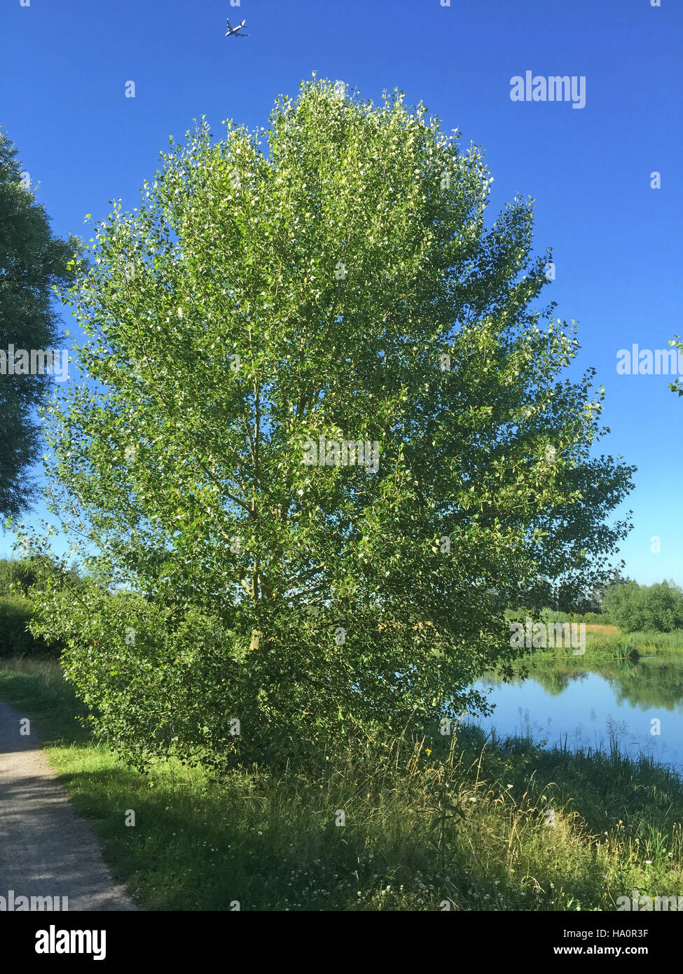Schwarzpappel populus nigra -Fotos und -Bildmaterial in hoher Auflösung ...