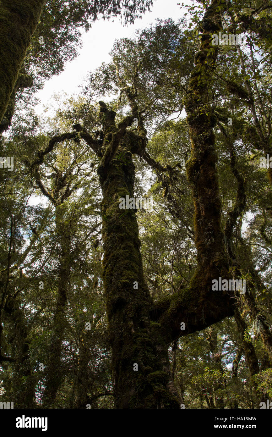 Podocarpus wald -Fotos und -Bildmaterial in hoher Auflösung – Alamy