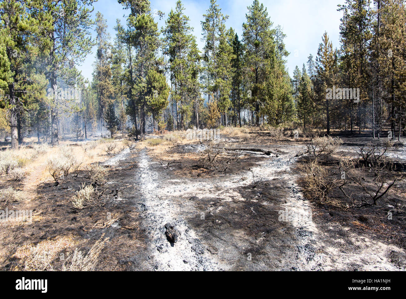 Der Maple Fire, der am 10. September 2016 im Yellowstone National Park ausbrach, war ein ...
