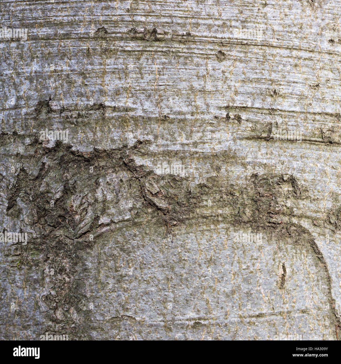 Rinde der buche -Fotos und -Bildmaterial in hoher Auflösung – Alamy