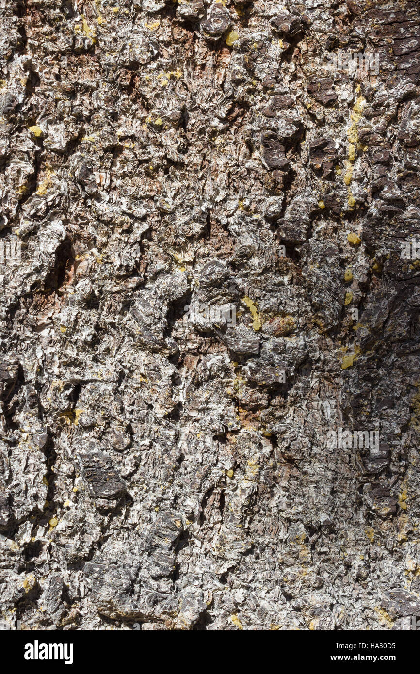 Picea abies bellen -Fotos und -Bildmaterial in hoher Auflösung – Alamy