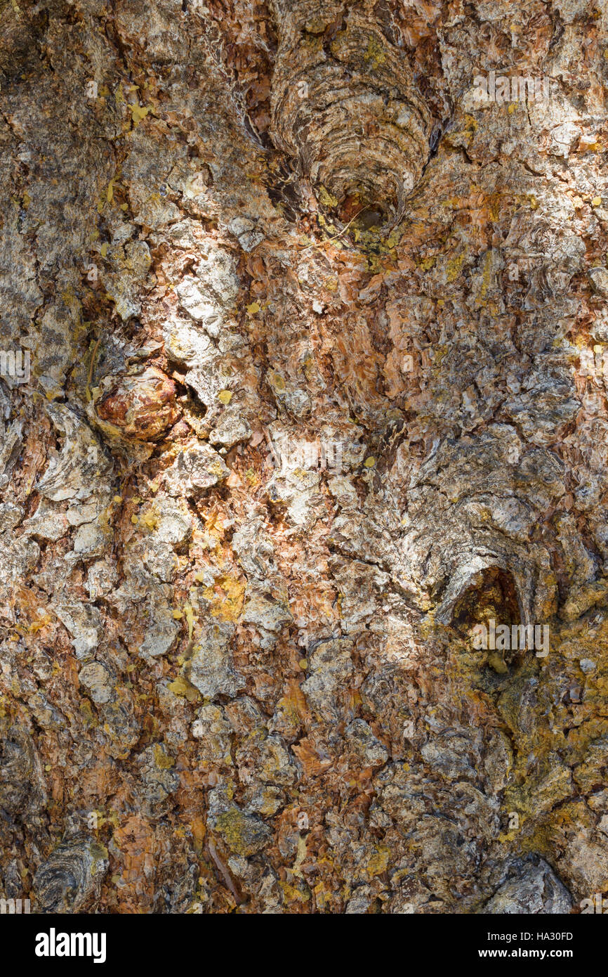 Natürlichen Hintergrund. Baum Rinde Textur, Fichte Tanne (Picea Abies ...