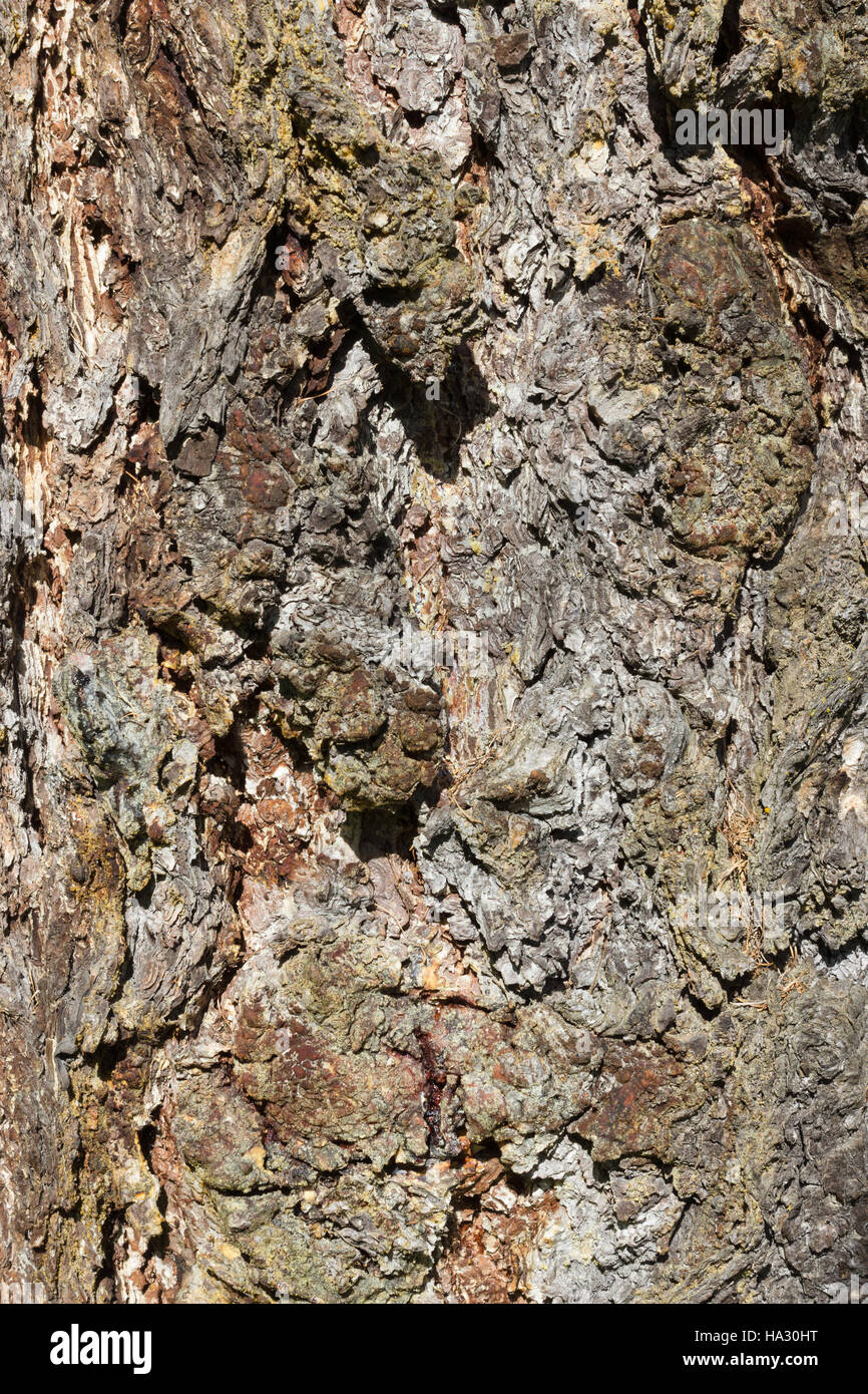 Natürlichen Hintergrund. Baum Rinde Textur, Lärche Stockfotografie - Alamy