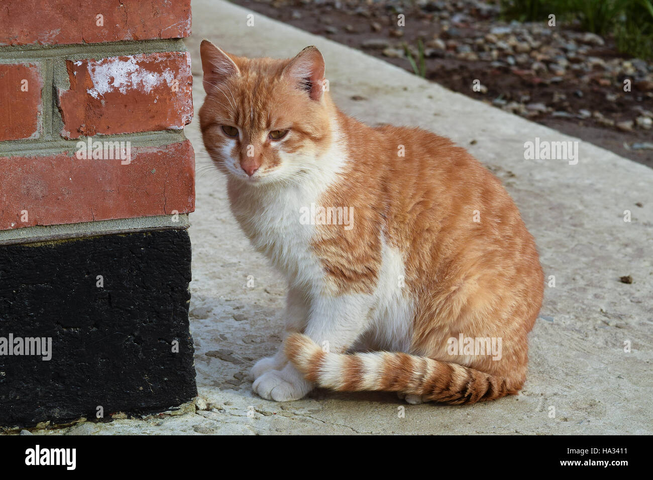 Erwachsenen rot - weiße Katze. Auf konkrete rote Katze sitzend ...