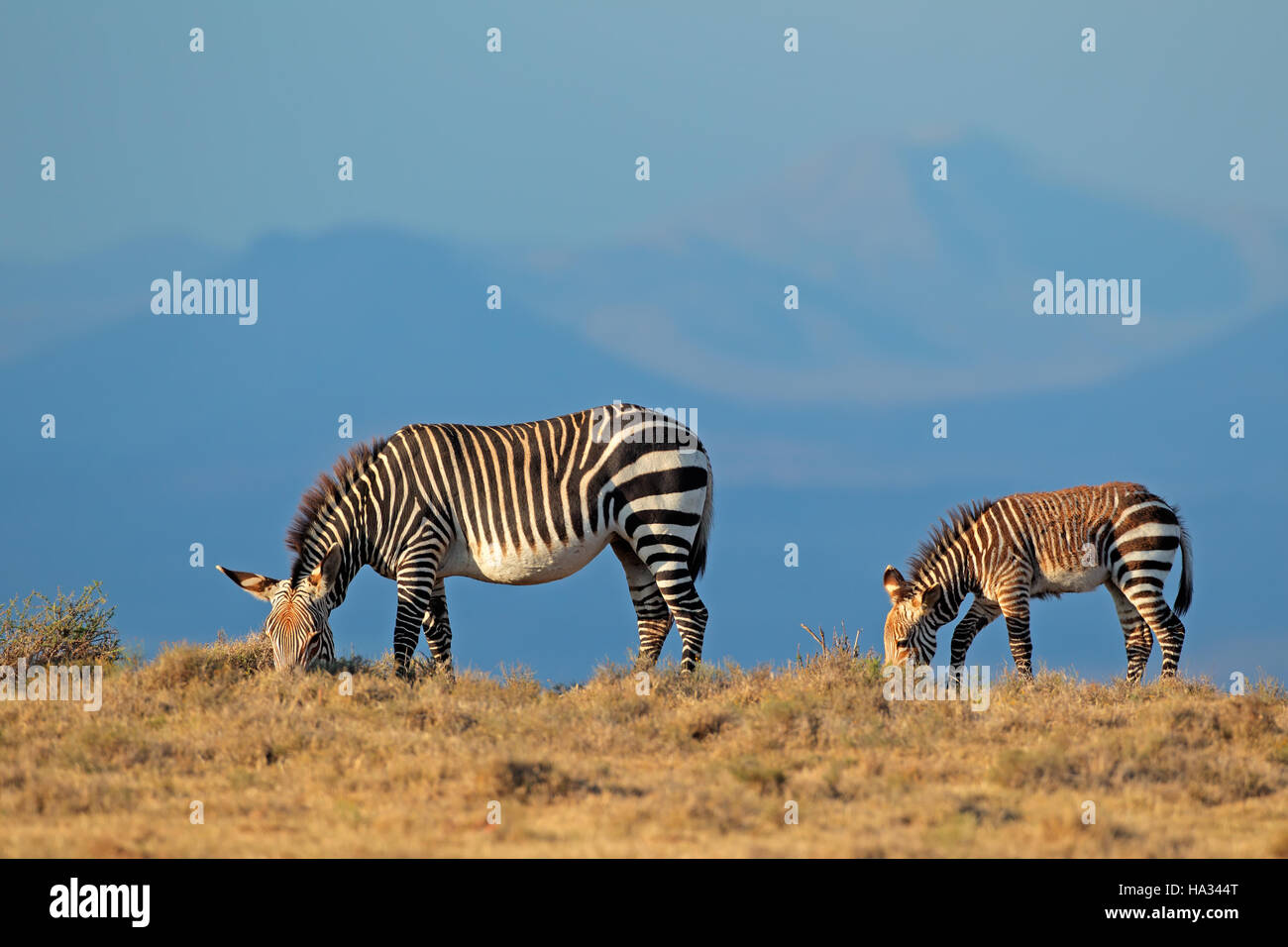 Cape Mountain Zebras (Equus Zebra) Stute mit Fohlen, Mountain Zebra ...