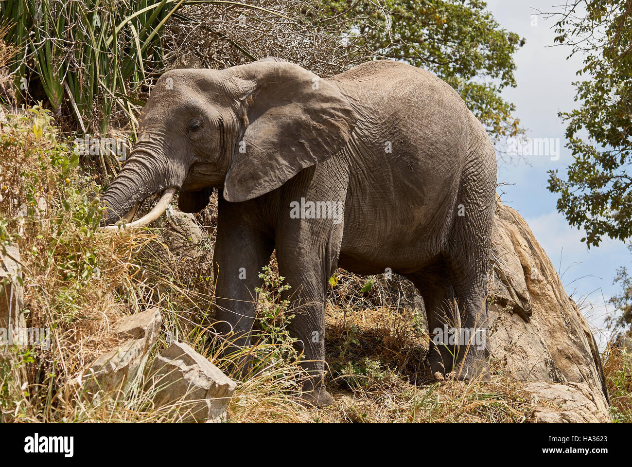 Climbing elephant -Fotos und -Bildmaterial in hoher Auflösung – Alamy