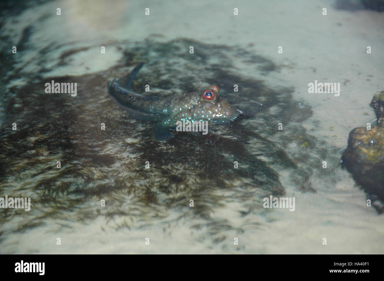 Schlammskipper fisch -Fotos und -Bildmaterial in hoher Auflösung – Alamy