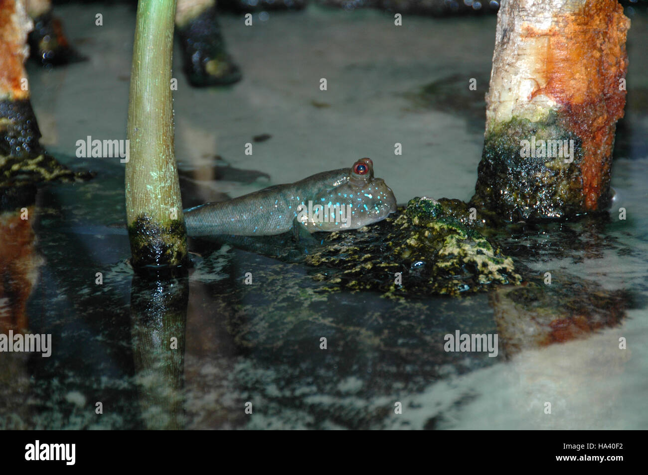 Schlammskipper fisch -Fotos und -Bildmaterial in hoher Auflösung – Alamy