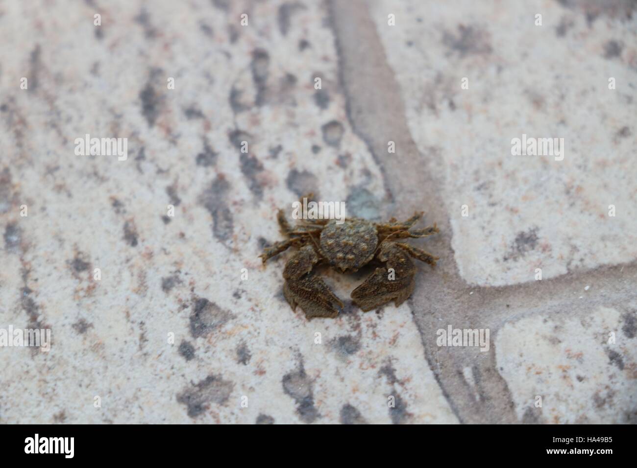 Hairy leg -Fotos und -Bildmaterial in hoher Auflösung – Alamy