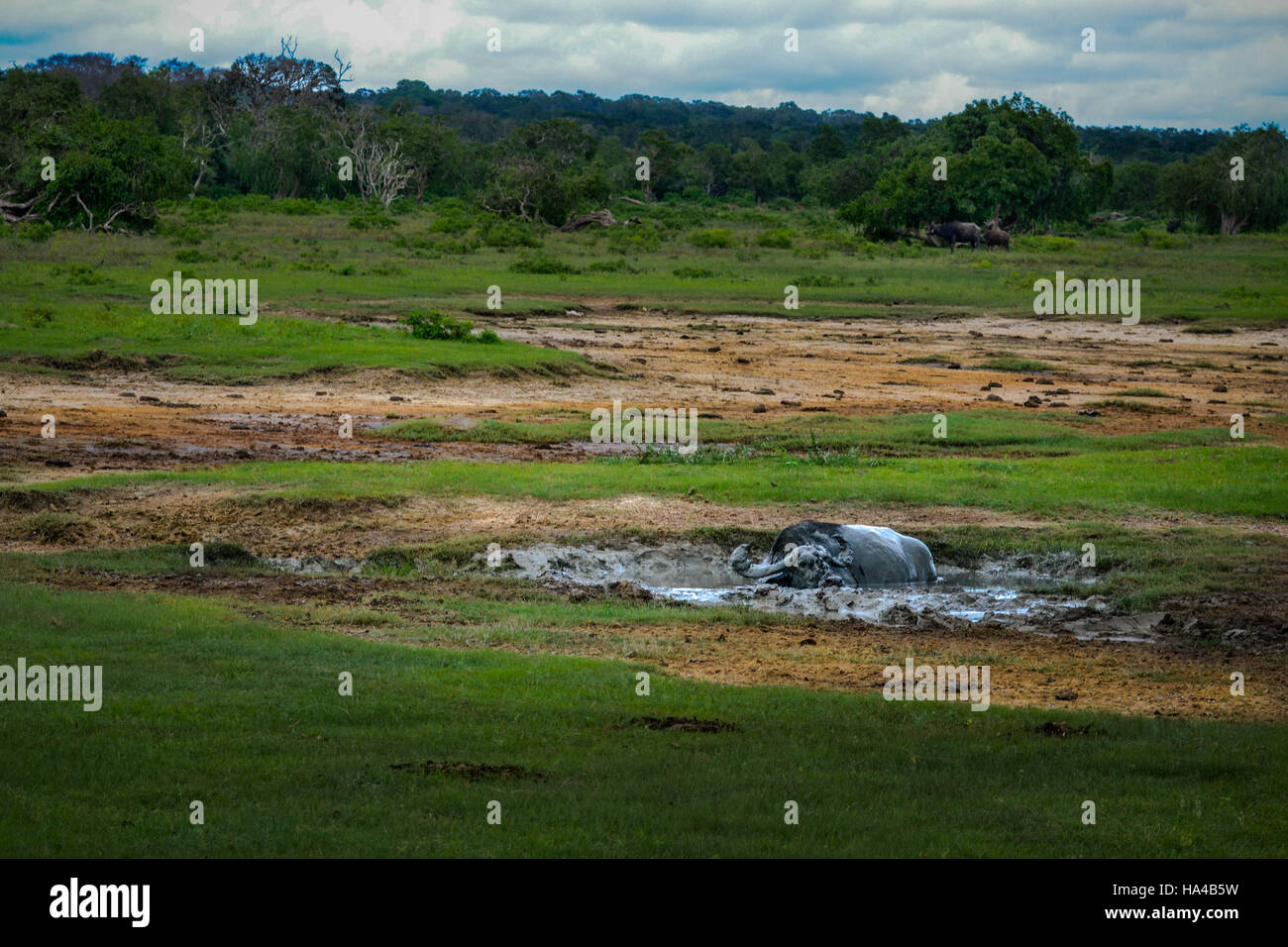 Tierwelt sri lanka -Fotos und -Bildmaterial in hoher Auflösung – Alamy