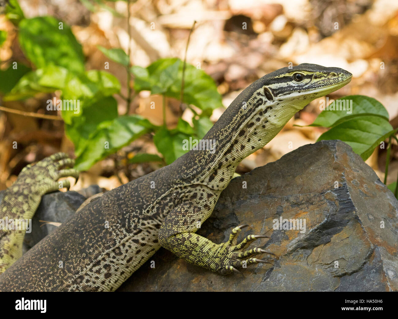 Common goanna -Fotos und -Bildmaterial in hoher Auflösung – Alamy