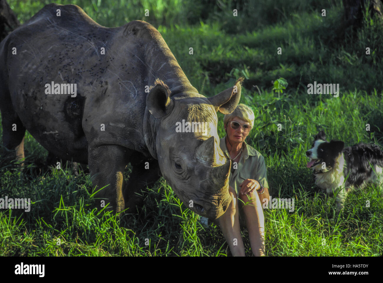 Anna Merz und Samia, Spitzmaulnashorn, ausgelöst durch Anna wie ...