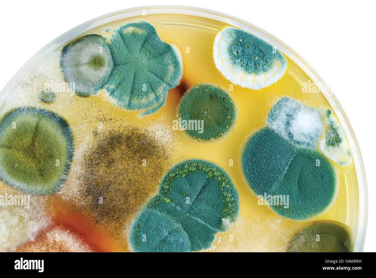 The Mold Rush war ein kritisches Projekt im Los Alamos National ...