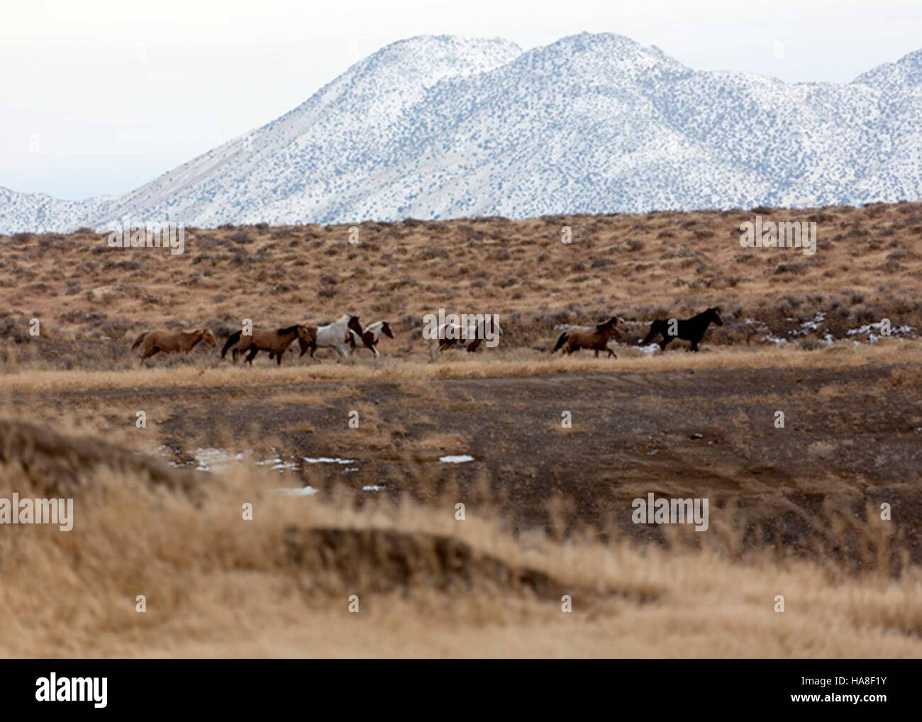 Das Bureau of Land Management (BLM) sammelte Wildpferde aus dem Calico ...