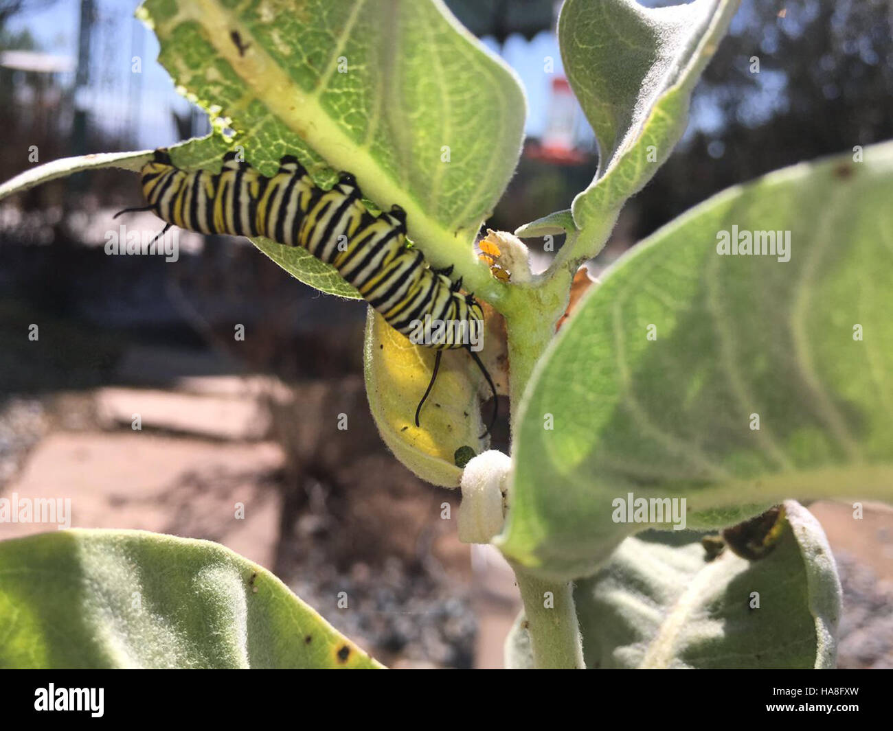 Dieses Bild zeigt eine monarchraupe in Kalifornien, die Teil des ...