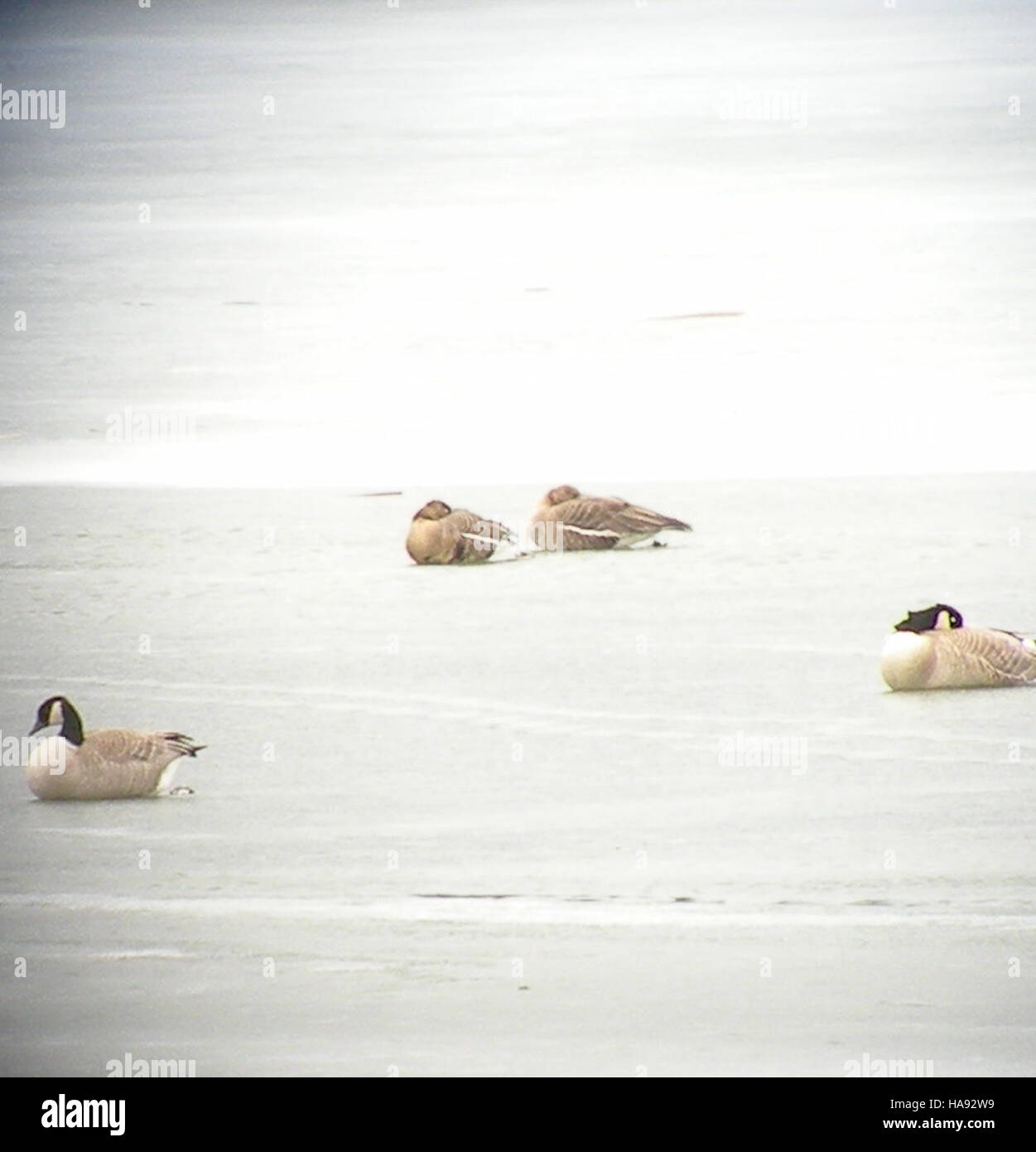 Die Greater White-fronted Goose ist ein Zugvogel, der in Feuchtgebieten ...