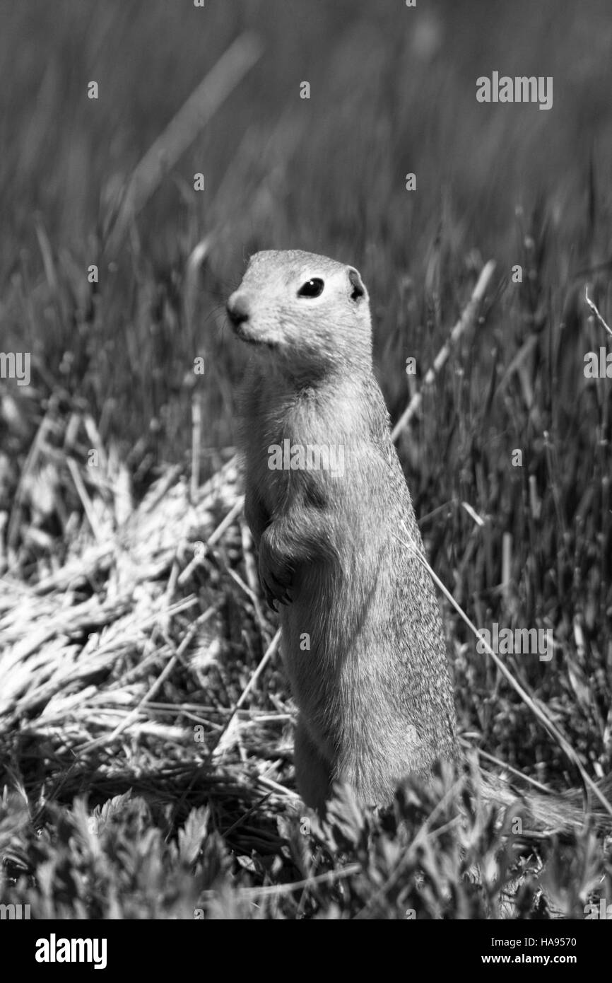 Ein Gopher im Medicine Lake National Wildlife Refuge, der die Vielfalt ...