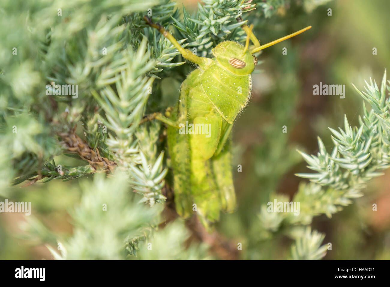 Heuschrecken, die noch in einer Pflanze, Feldheuschrecken ...