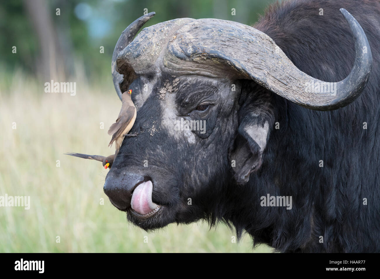 Buphagus africanus africanus -Fotos und -Bildmaterial in hoher ...