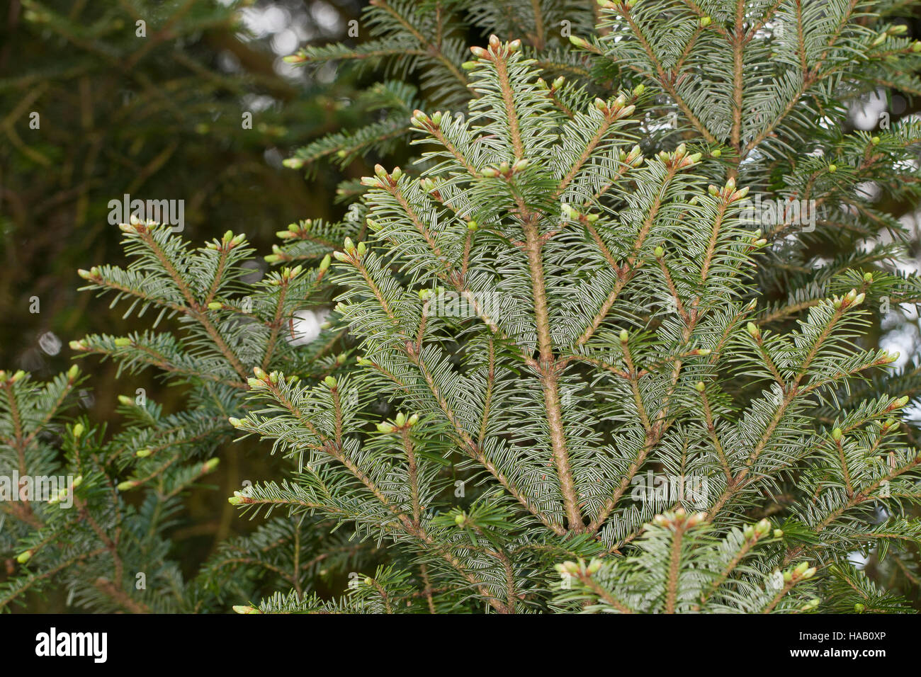 Weiß-Tanne, Weißtanne, Weisstanne, Edeltanne, Silbertanne, Tanne, Abies ...