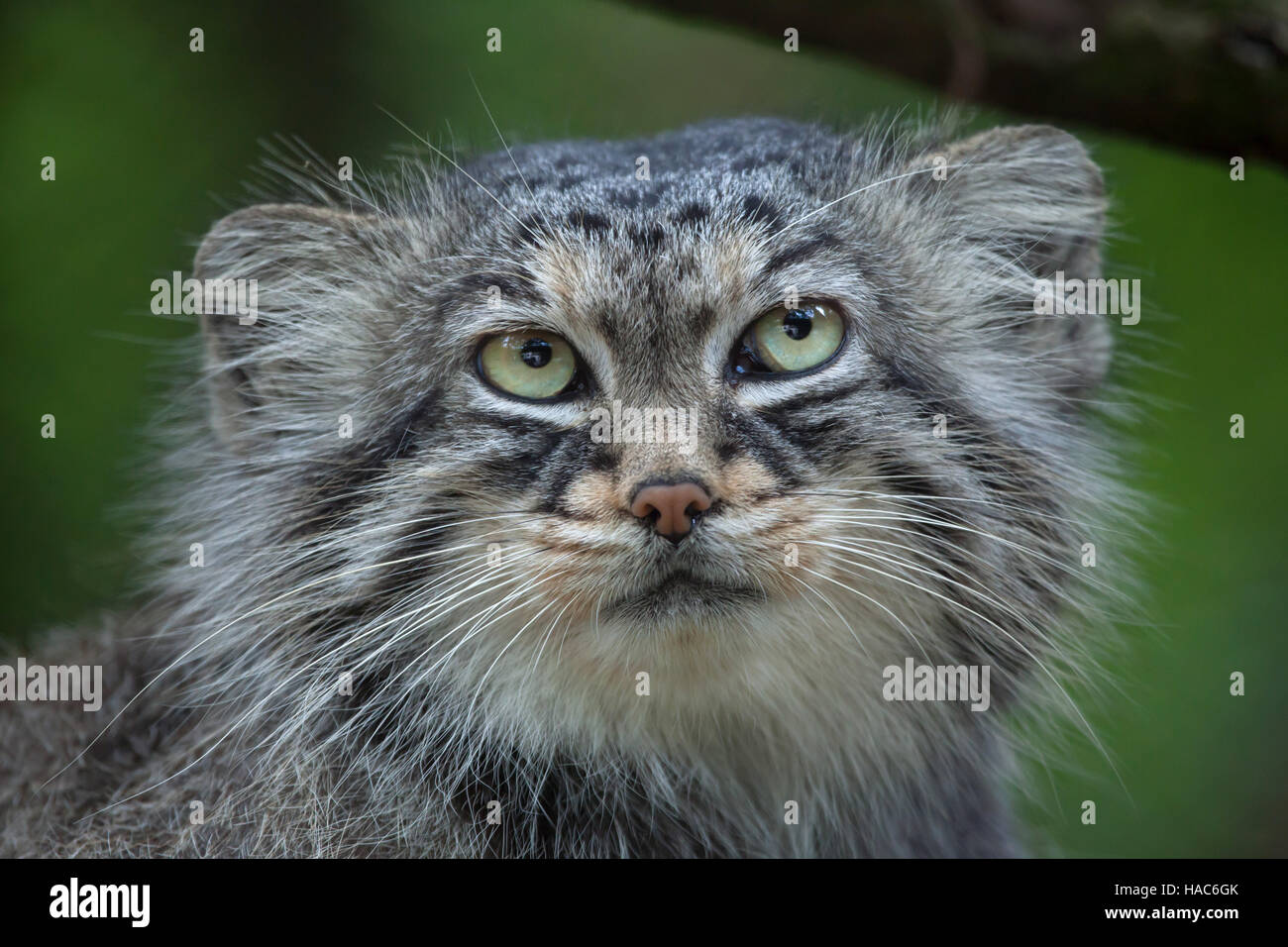 Asiatische steppen wildkatze -Fotos und -Bildmaterial in hoher ...