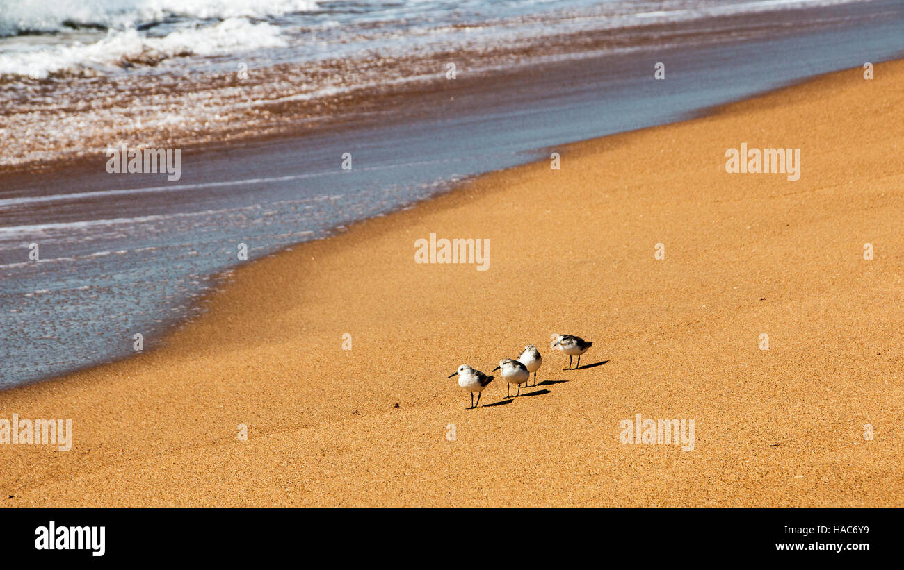 Vier jungen Möwen am Strand am Wasserrand am Strand gegen Sand Muster ...