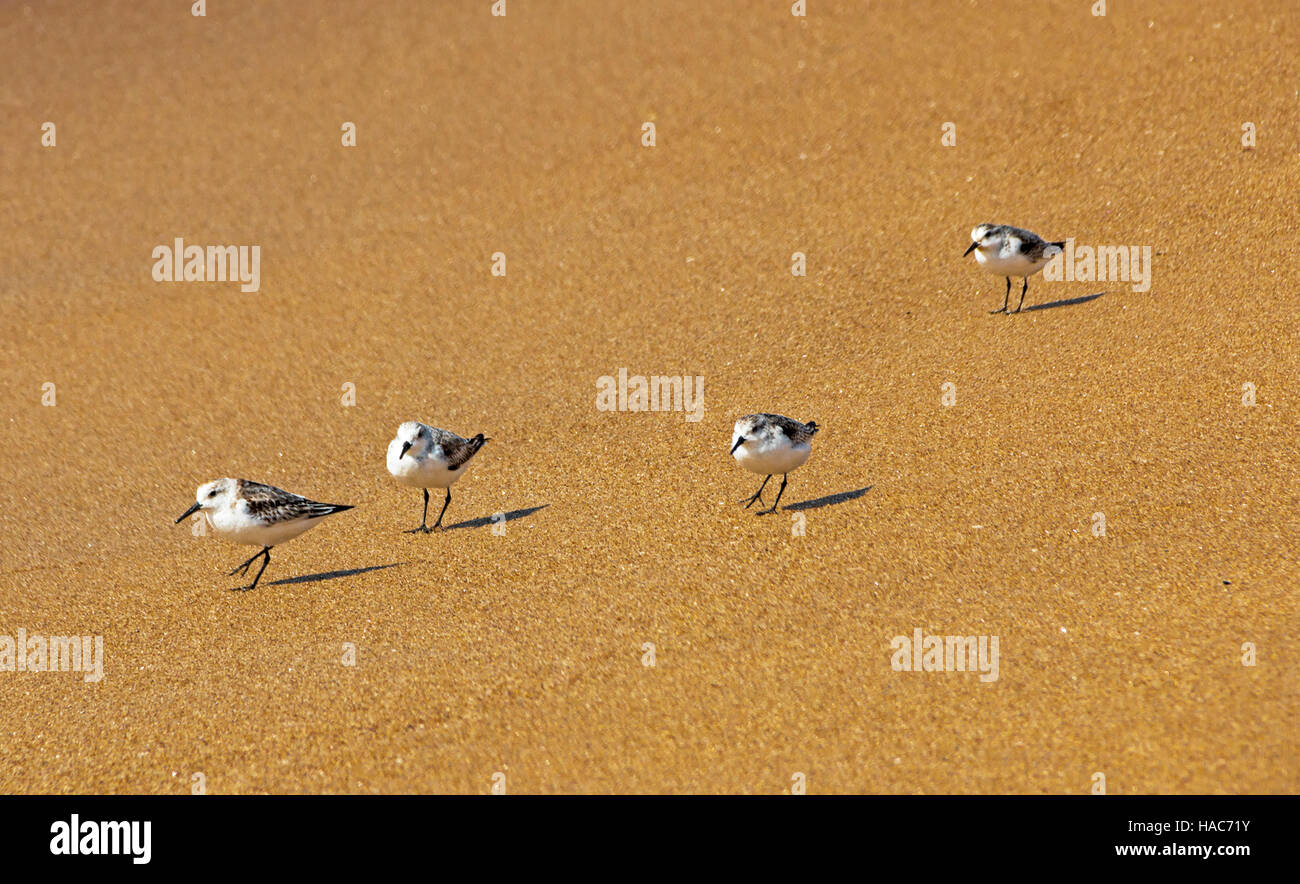 Vier jungen Möwen am Strand am Wasserrand am Strand gegen Sand Muster ...