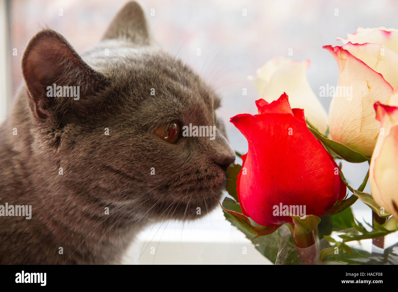 Fluffy kitten rose -Fotos und -Bildmaterial in hoher Auflösung – Alamy
