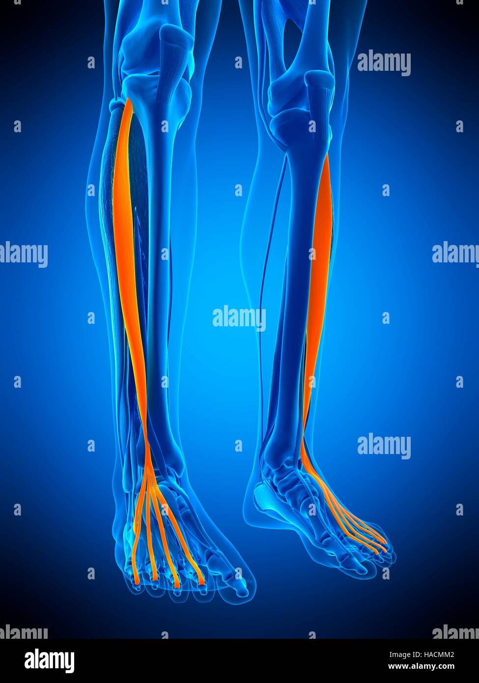 Illustration der Beinstrecker m.digitorum Longus Muskel Stockfotografie ...