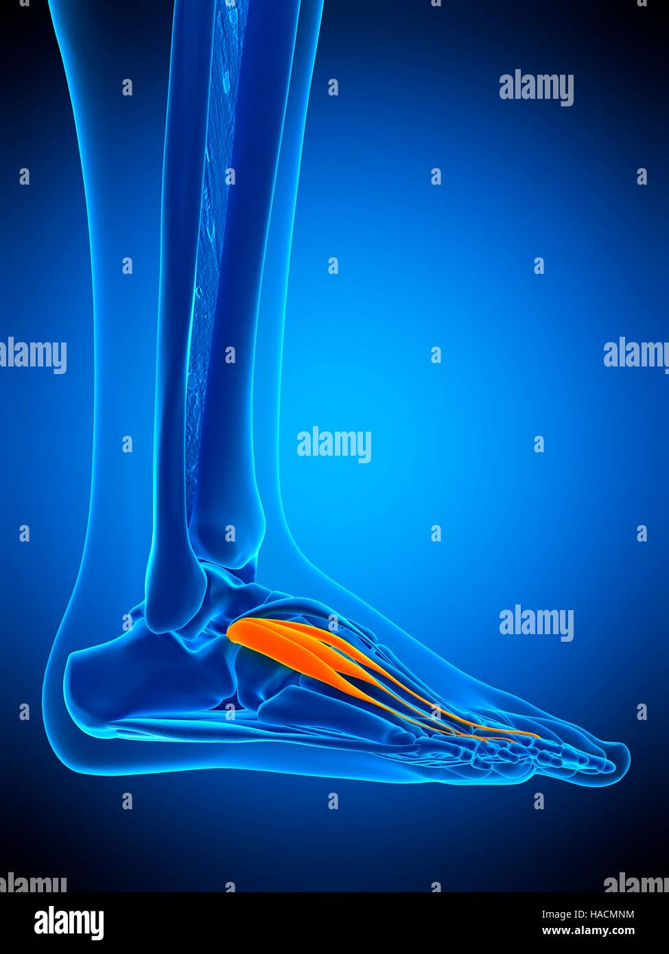 Illustration der Beinstrecker Digitorium Brevis Muskel Stockfotografie ...