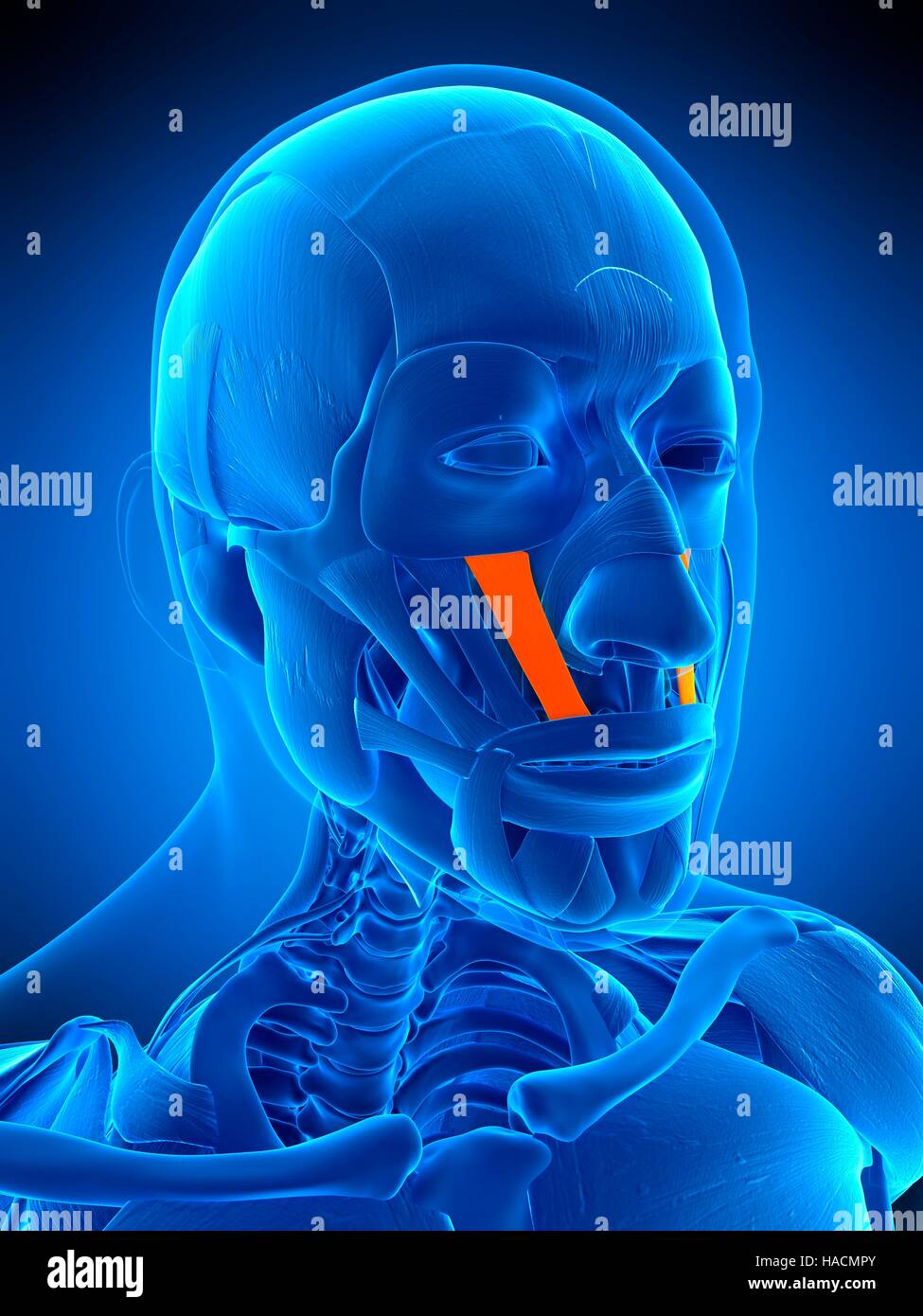 Illustration der Levator Labii Superioris Muskel Stockfotografie - Alamy