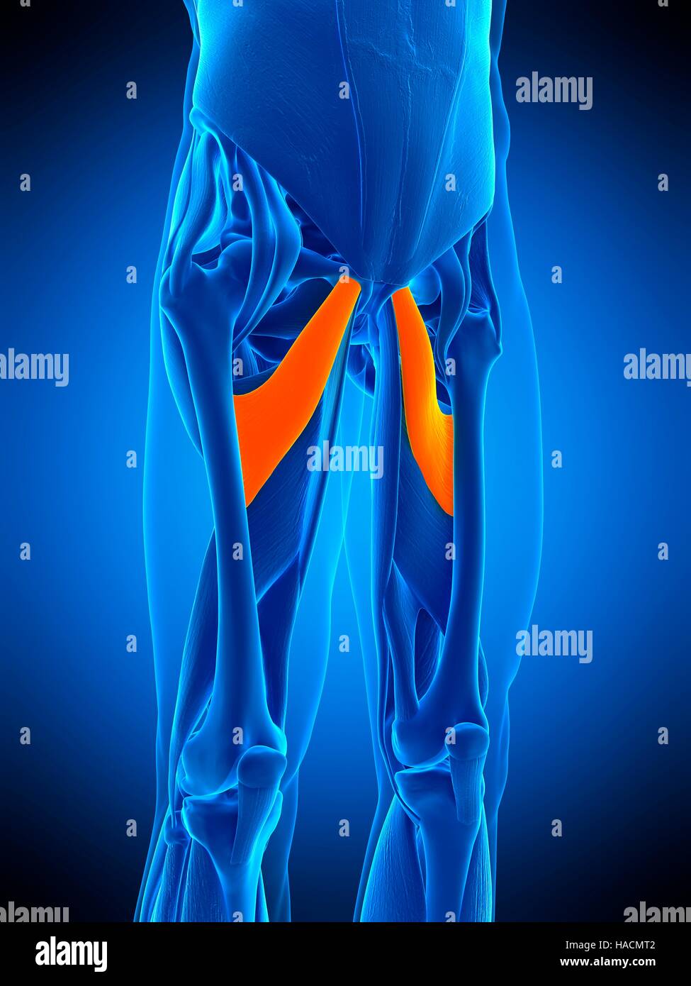 Adductor brevis muskel -Fotos und -Bildmaterial in hoher Auflösung – Alamy