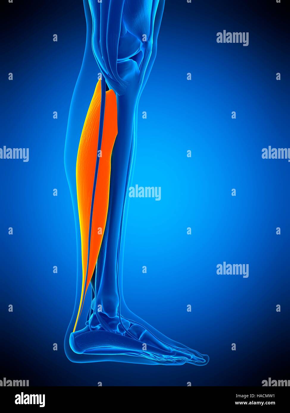 Illustration soleus muscle -Fotos und -Bildmaterial in hoher Auflösung ...