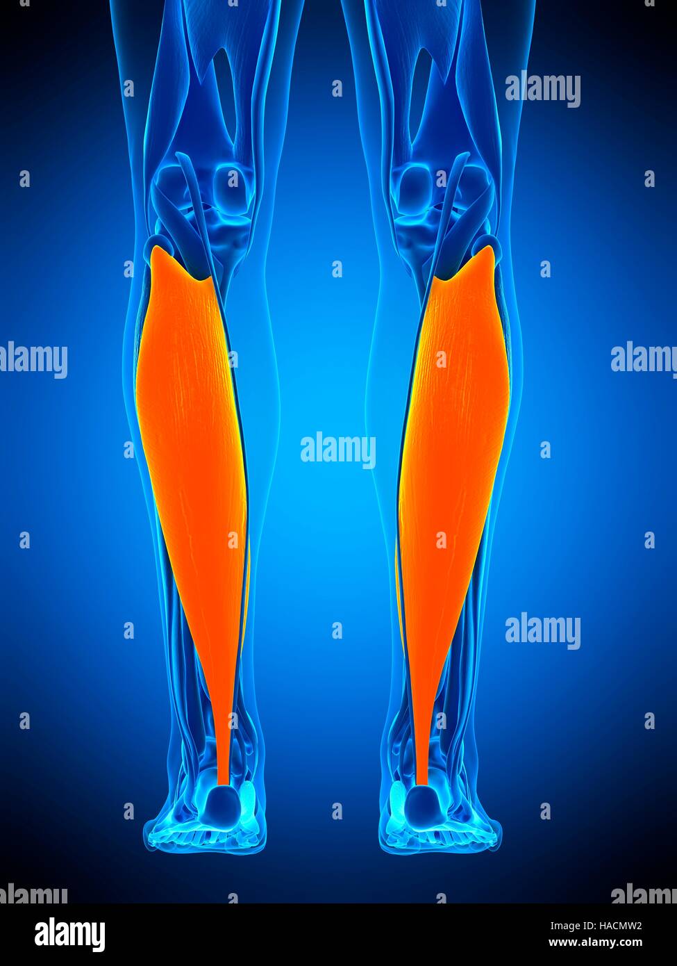 Illustration soleus muscle -Fotos und -Bildmaterial in hoher Auflösung ...