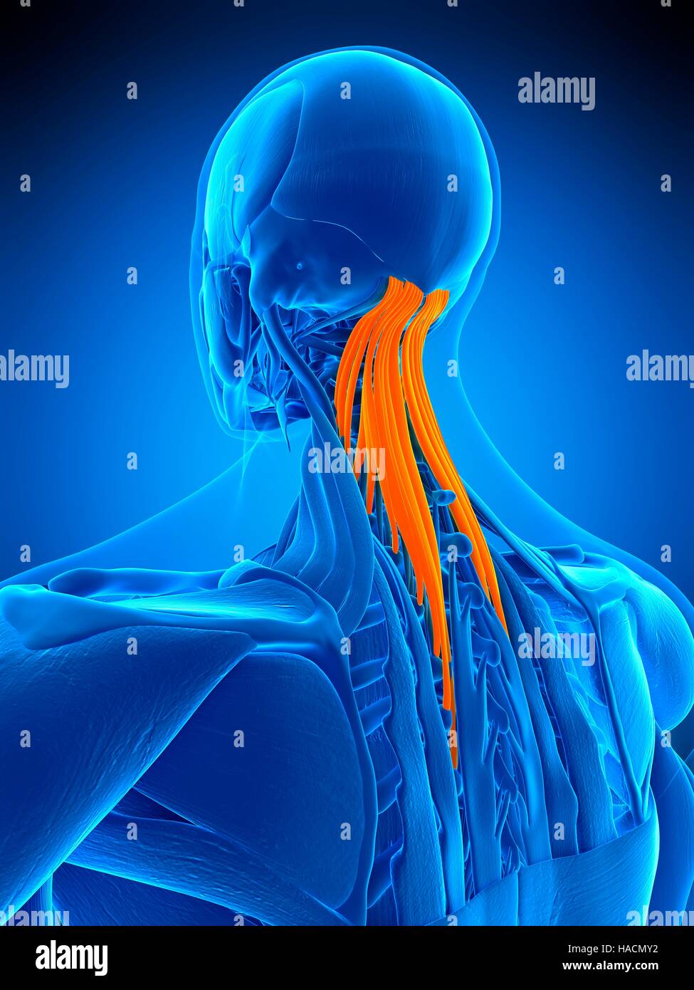 Semispinalis capitis -Fotos und -Bildmaterial in hoher Auflösung – Alamy