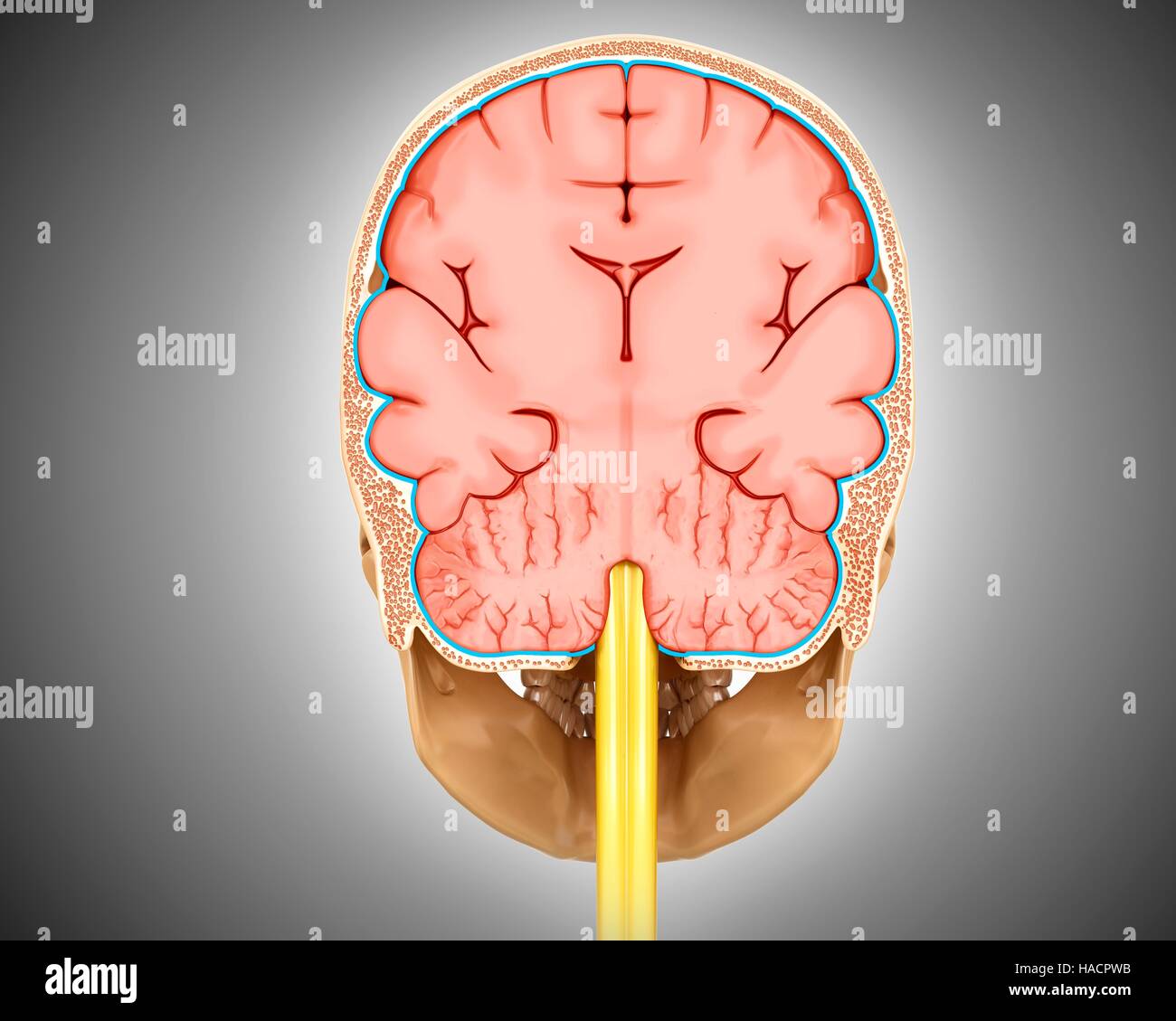 Illustration des menschlichen Gehirns Querschnitt Stockfotografie - Alamy Illustration des menschlichen Gehirns Querschnitt Stockfotografie - Alamy