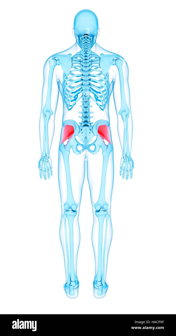 Menschliche muskeln becken Ausgeschnittene Stockfotos und -bilder - Alamy