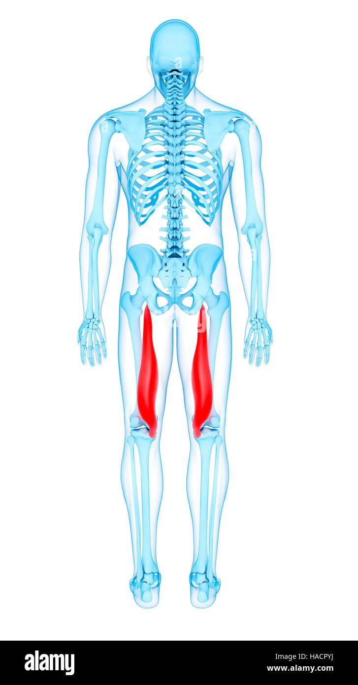 Anatomie mensch muskeln bein hüfte -Fotos und -Bildmaterial in hoher ...