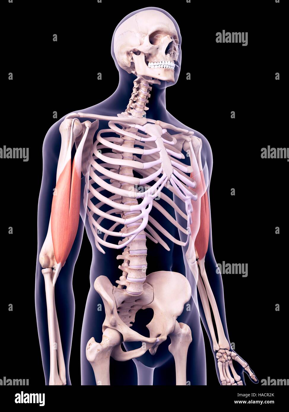 Oberarmmuskulatur und Armmuskulatur Stockfotos und -bilder Kaufen - Alamy