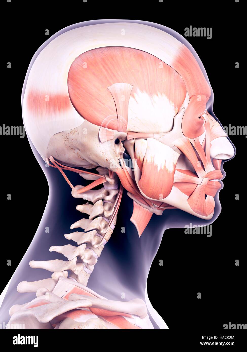 Abbildung der menschlichen Kopf Muskeln Stockfotografie - Alamy