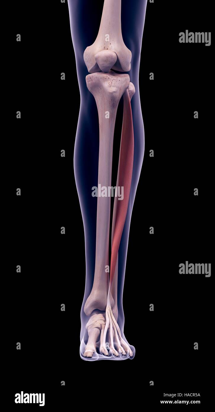 Illustration der Beinstrecker m.digitorum Longus Muskel Stockfotografie ...