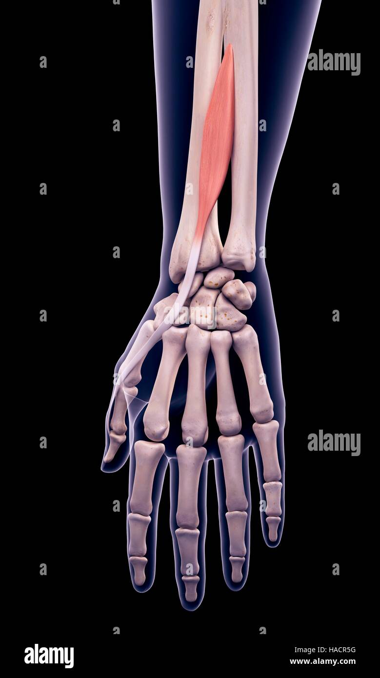 Illustration der Beinstrecker Pollicis Longus Muskel Stockfotografie ...