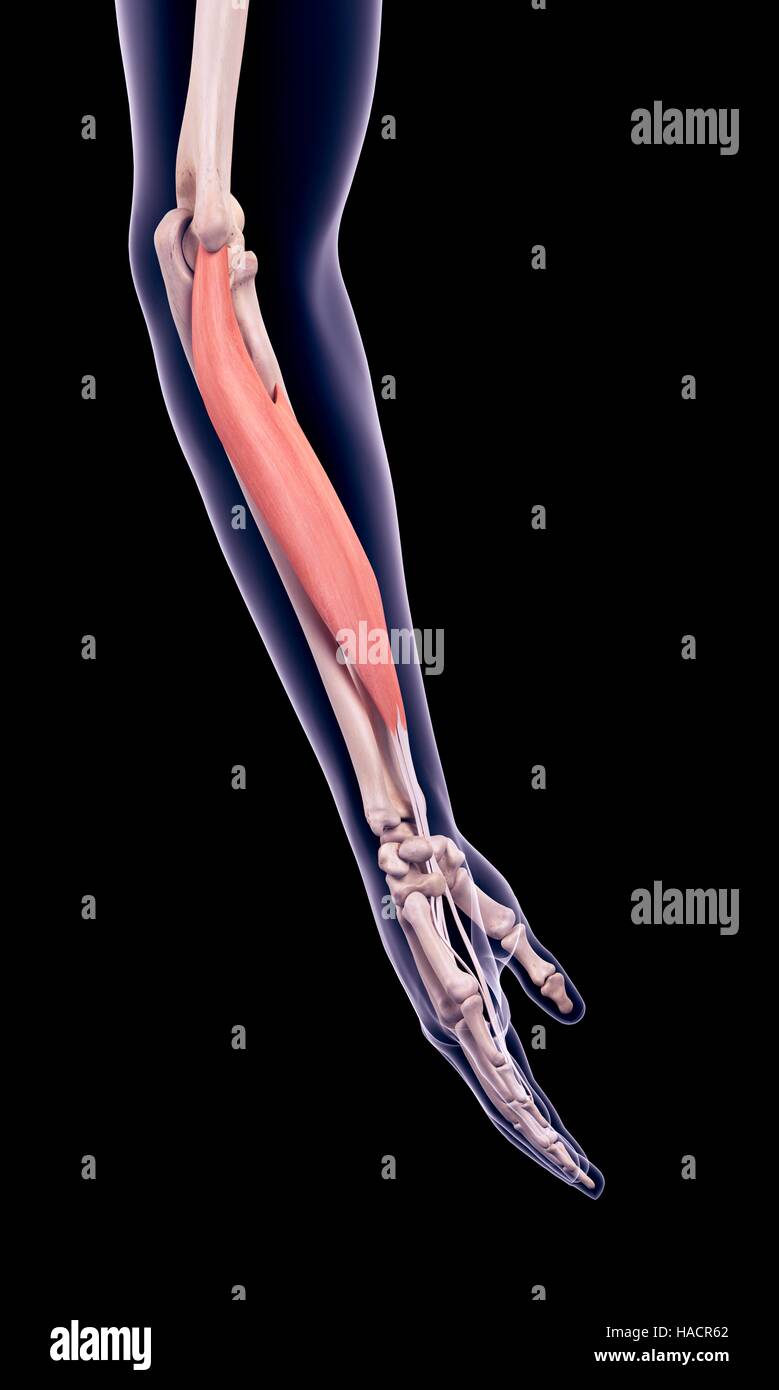 Flexor digitorum superficialis muscle -Fotos und -Bildmaterial in hoher ...